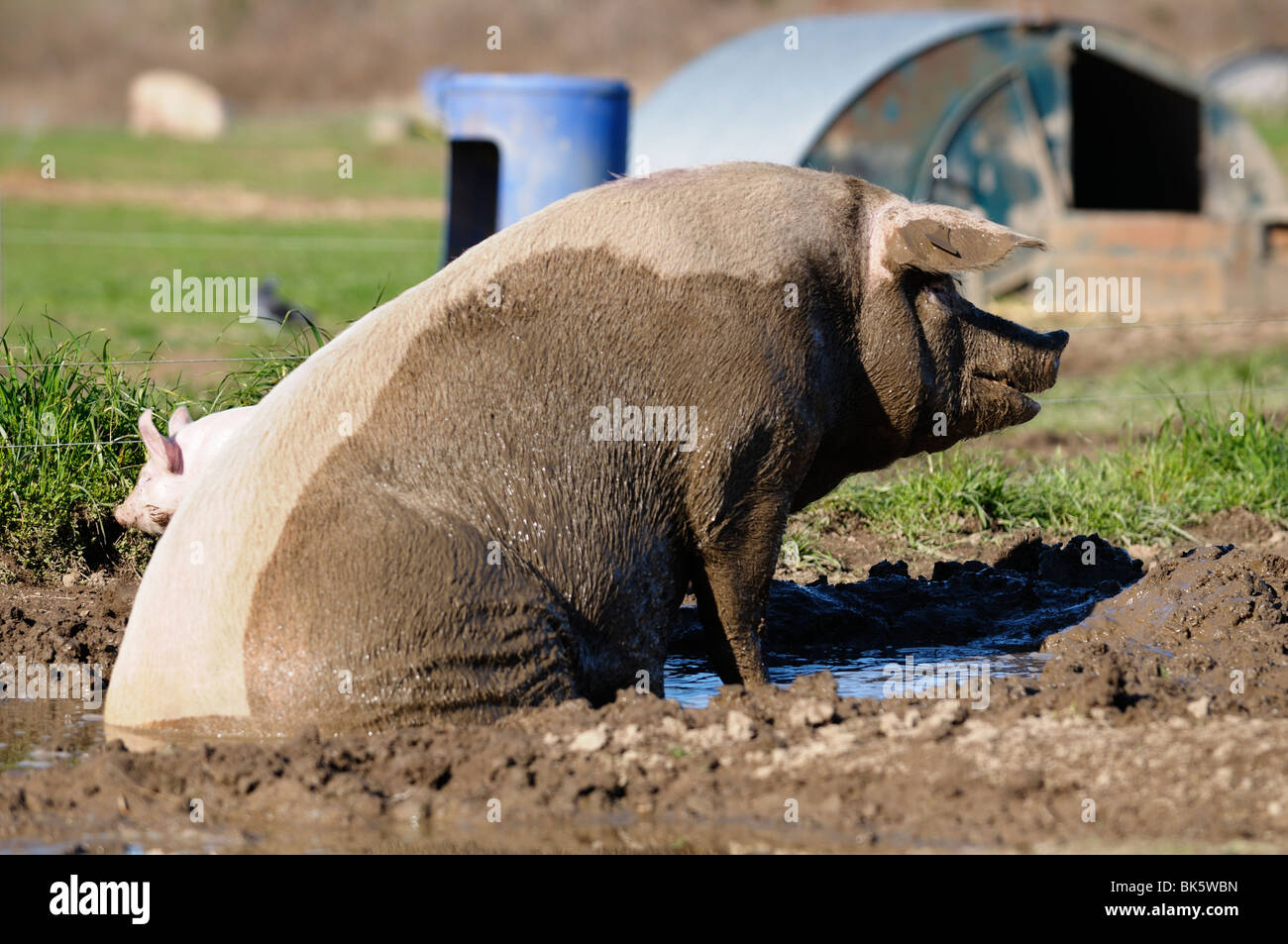 Stock photo of a pig wallowing in the mud on a free range pig farm in ...