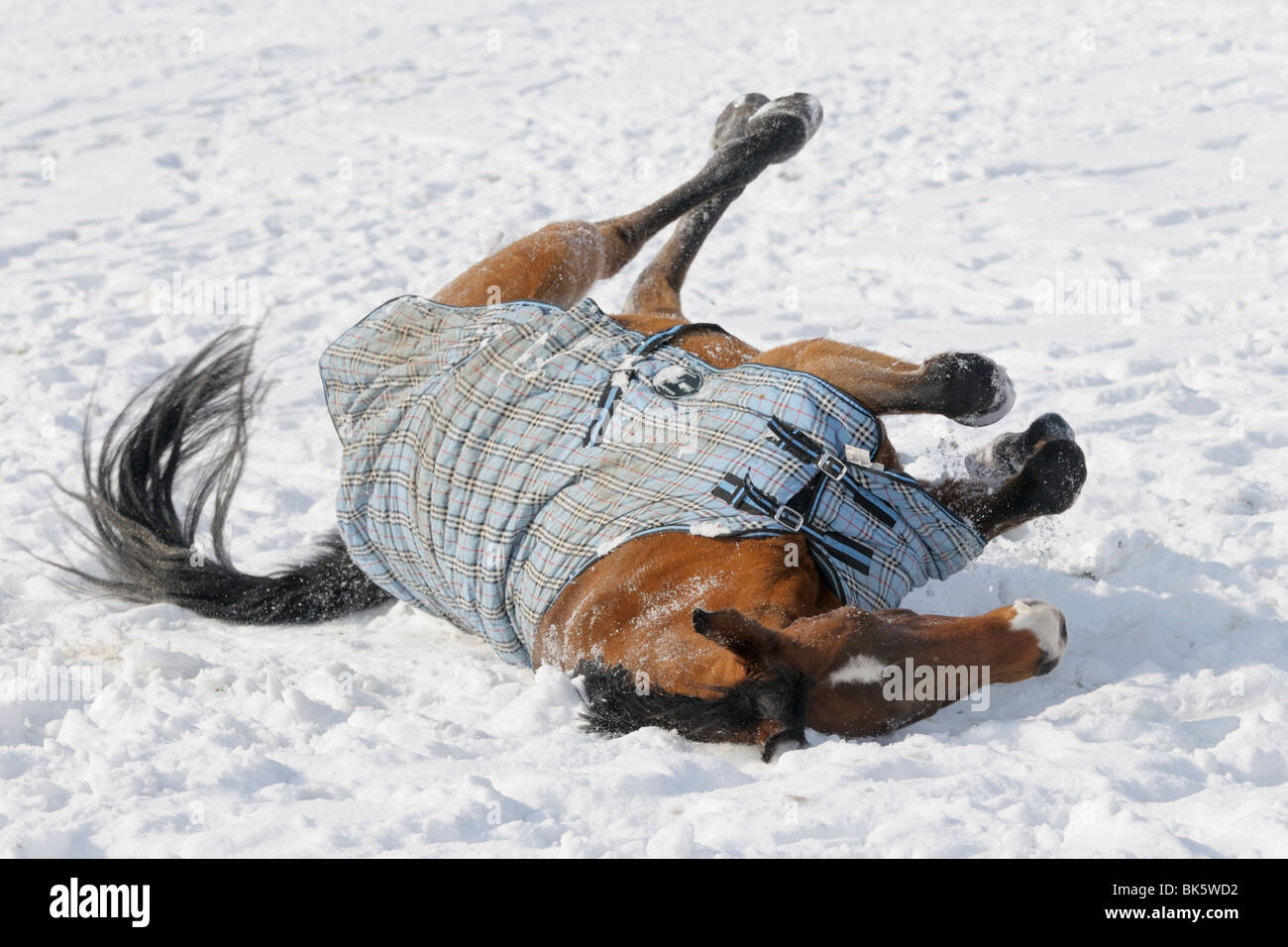 Oldenburg breed horse wearing a rug rolling in snow Stock Photo - Alamy