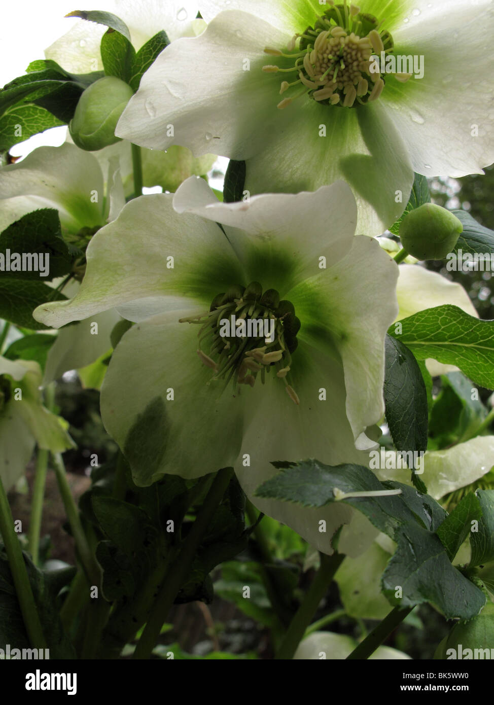 White hellebore hi-res stock photography and images - Alamy