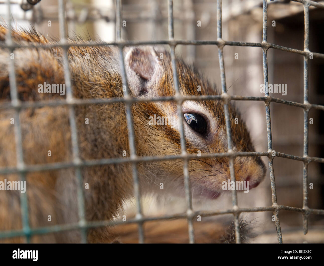 Close up of a chipmunk at the White Post Farm Centre in Nottinghamshire ...