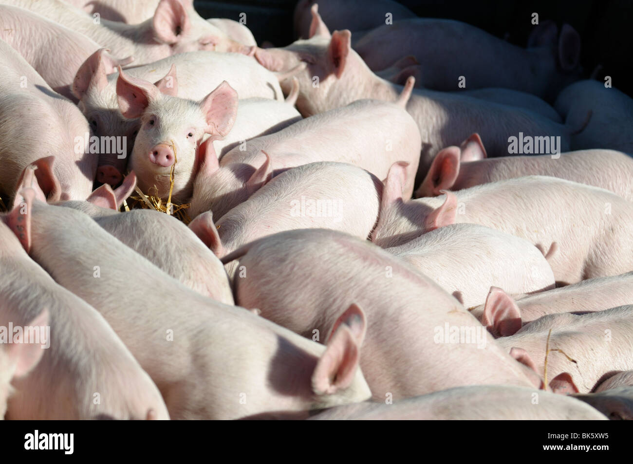Commercial pink hog hi-res stock photography and images - Alamy