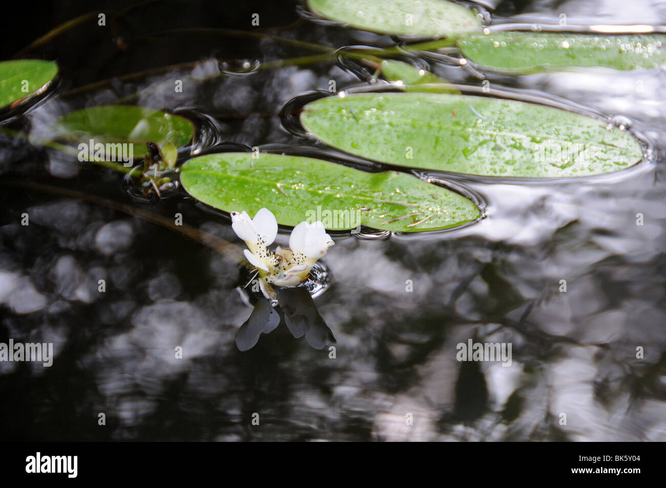 Water hawthorn hi-res stock photography and images - Alamy