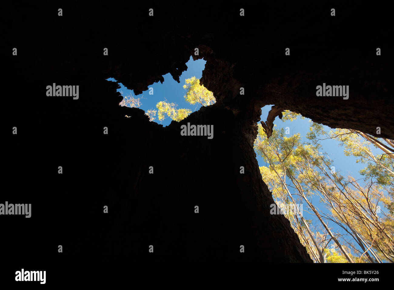 River red gum forest echuca hi-res stock photography and images - Alamy