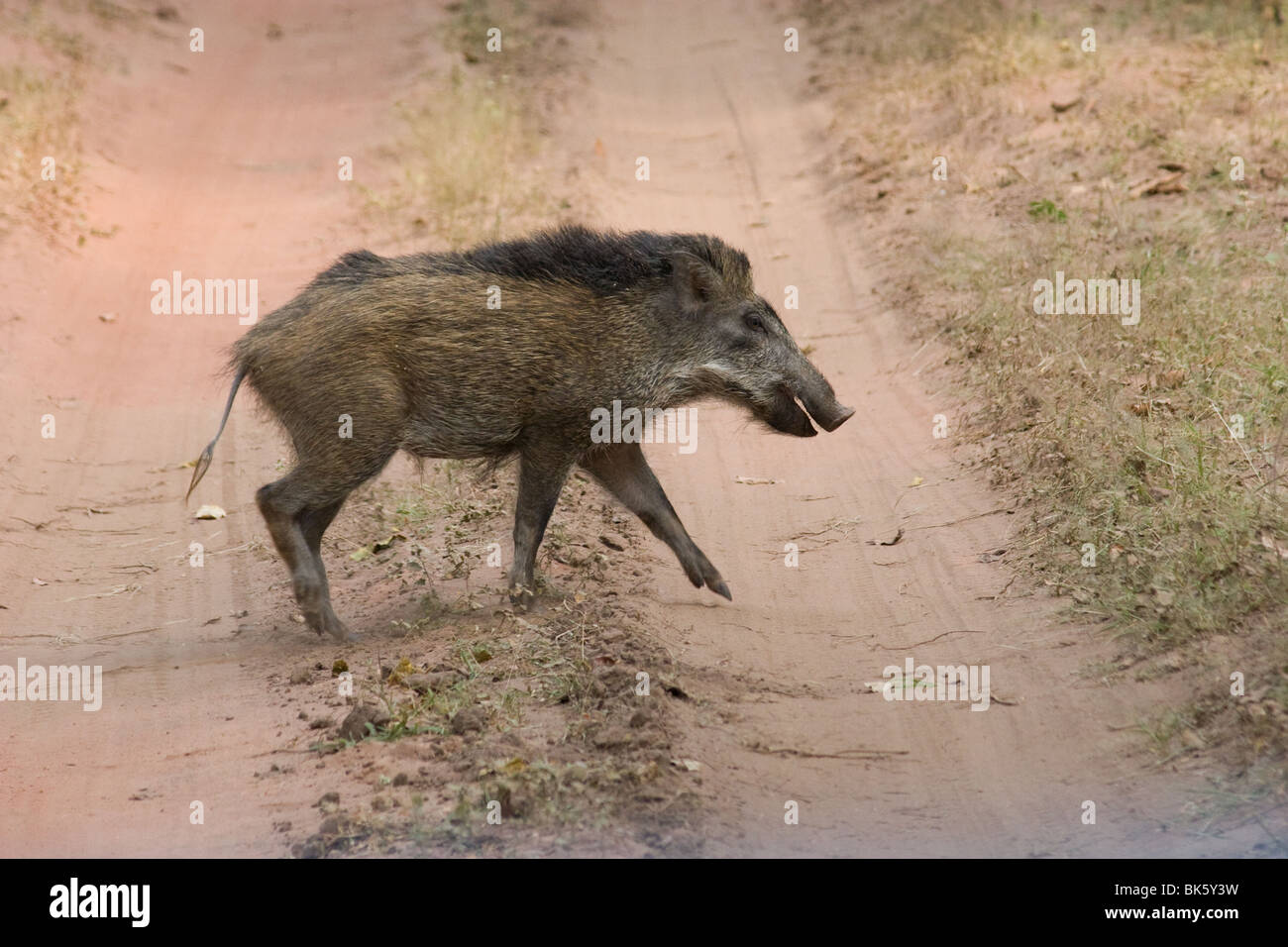 Wild boar in Bandhavgarh National Park, India Stock Photo - Alamy
