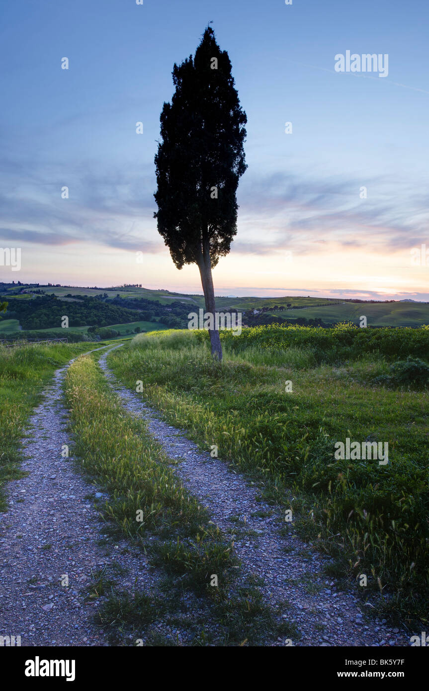 Lone cypress tree at sunset, near Pienza, Tuscany, Italy, Europe Stock ...