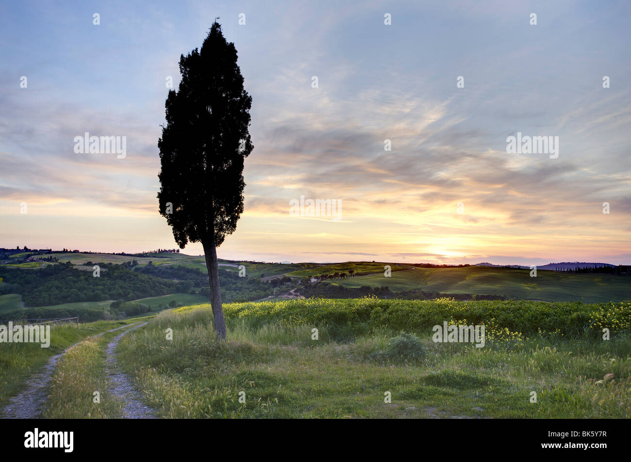 Lone cypress tree at sunset, near Pienza, Tuscany, Italy, Europe Stock ...