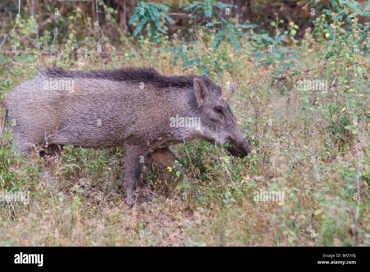 Wild boar in Bandhavgarh National Park, India Stock Photo - Alamy