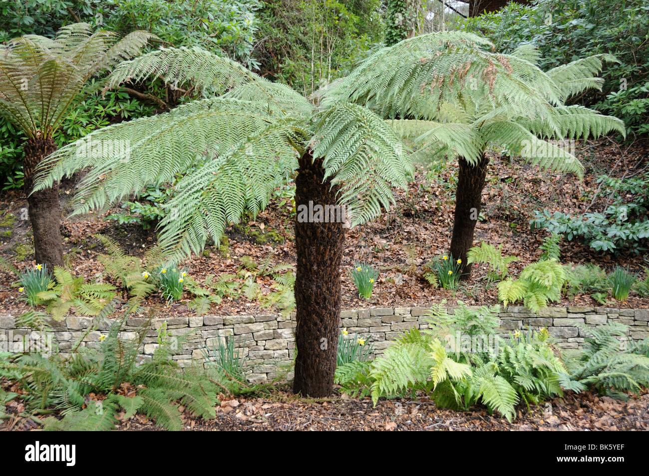 Tree ferns hi-res stock photography and images - Alamy