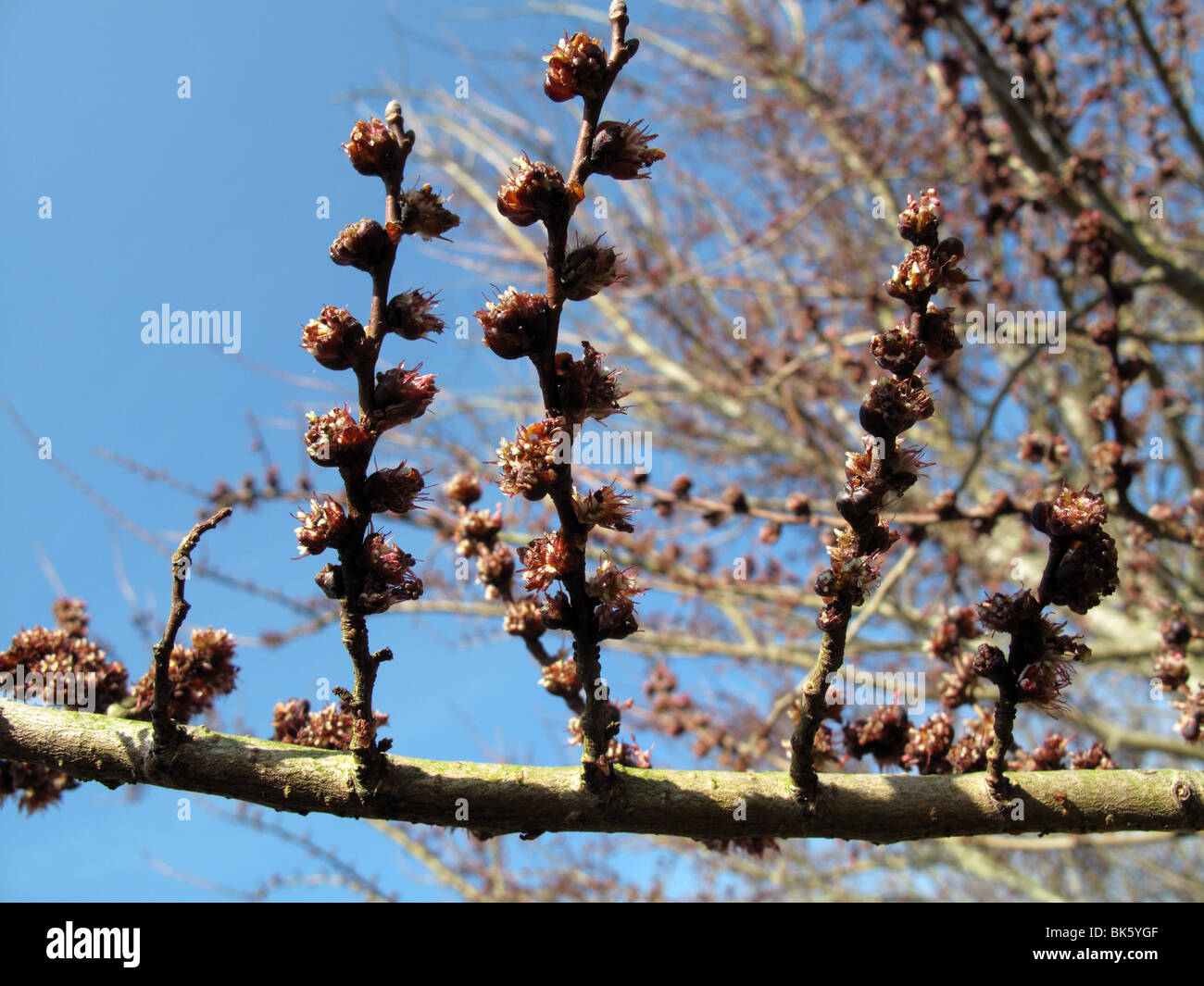 Elm flowers hi-res stock photography and images - Alamy