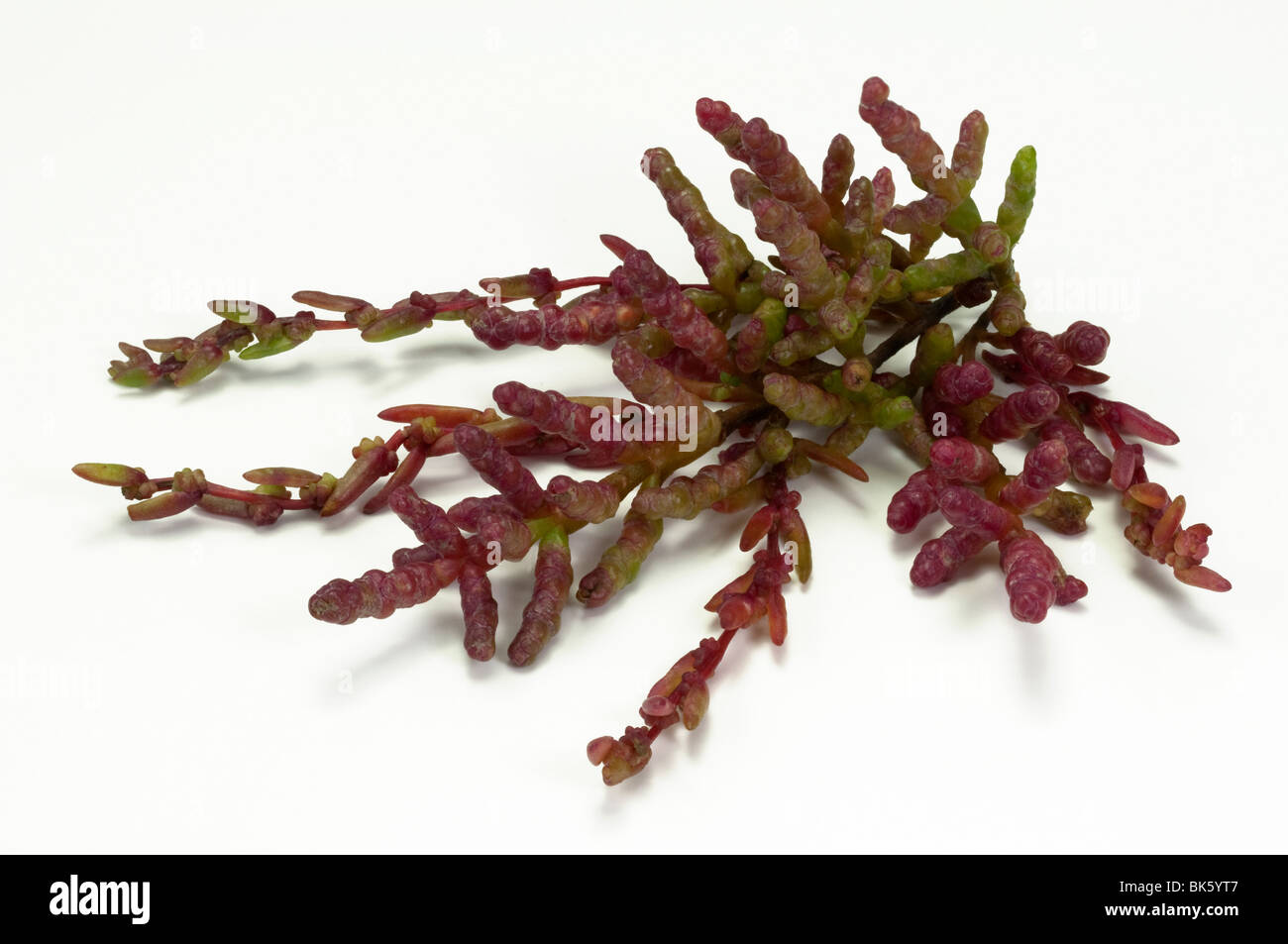 Common Glasswort, Salicorn (Salicornia europaea), plant in autumn ...