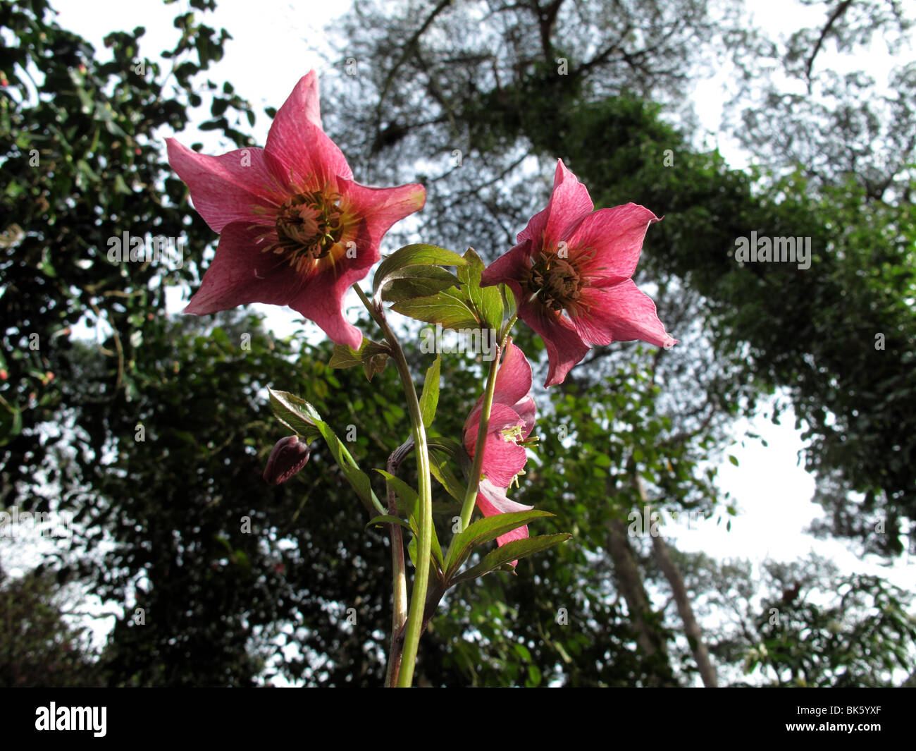 Pink Hellebore flowers Stock Photo - Alamy