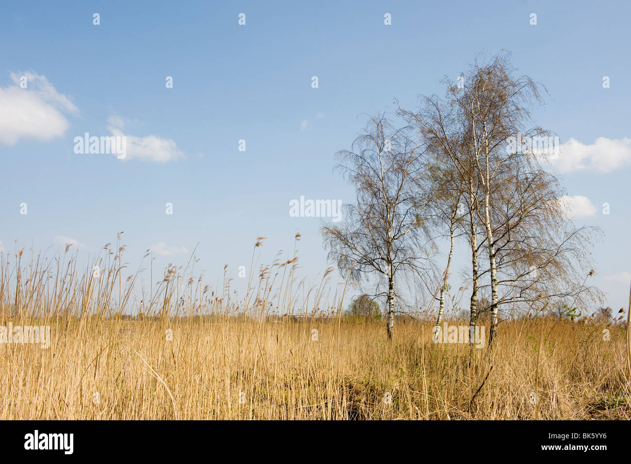 Birch trees in nature landscape with spring Stock Photo - Alamy