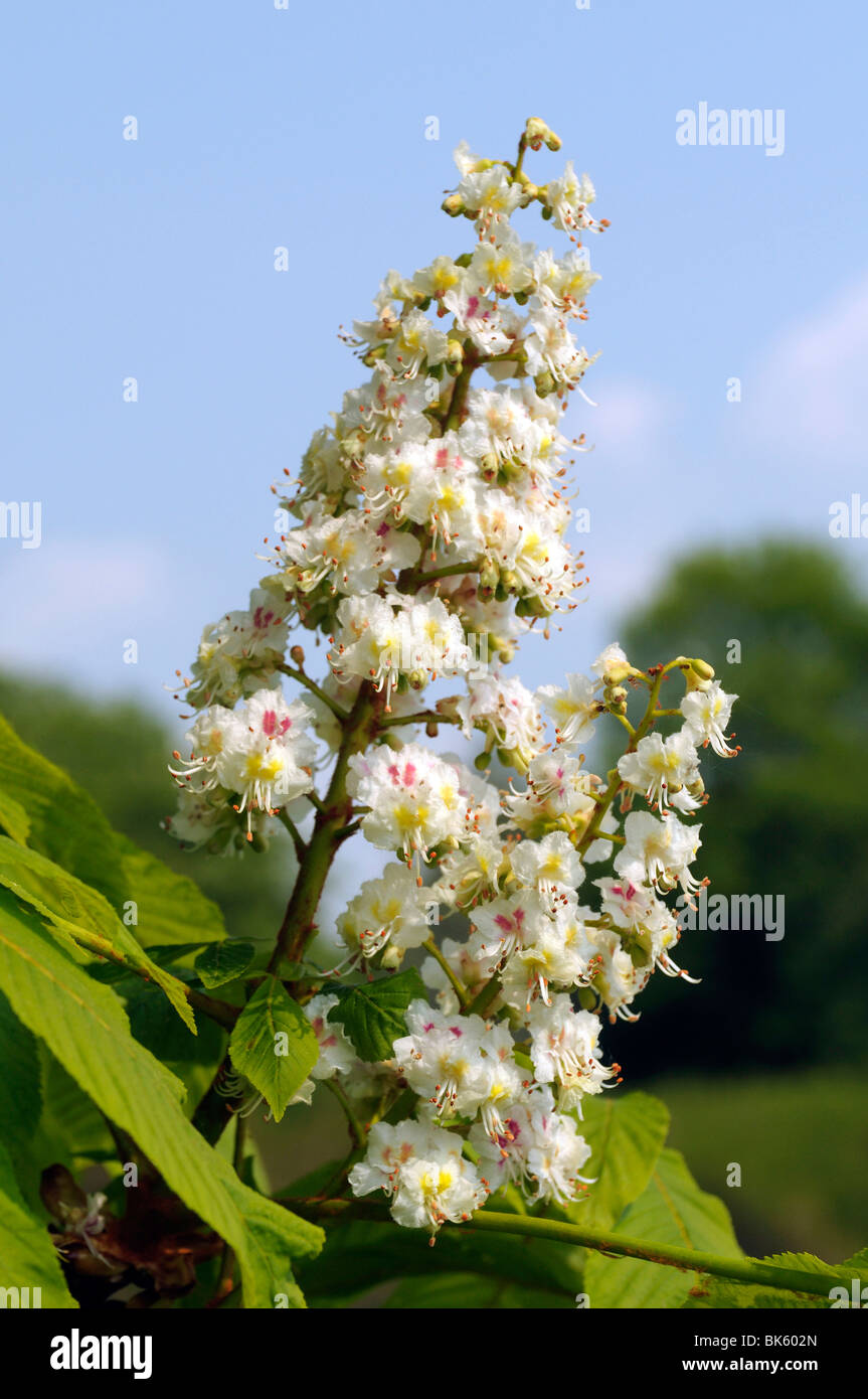 Horse Chestnut (Aesculus hippocastanum), flowering twig Stock Photo - Alamy