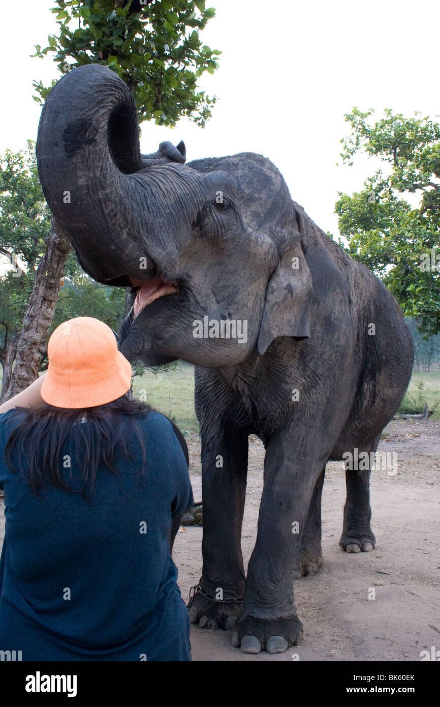 Tourist getting up close with an elephant in India Stock Photo - Alamy