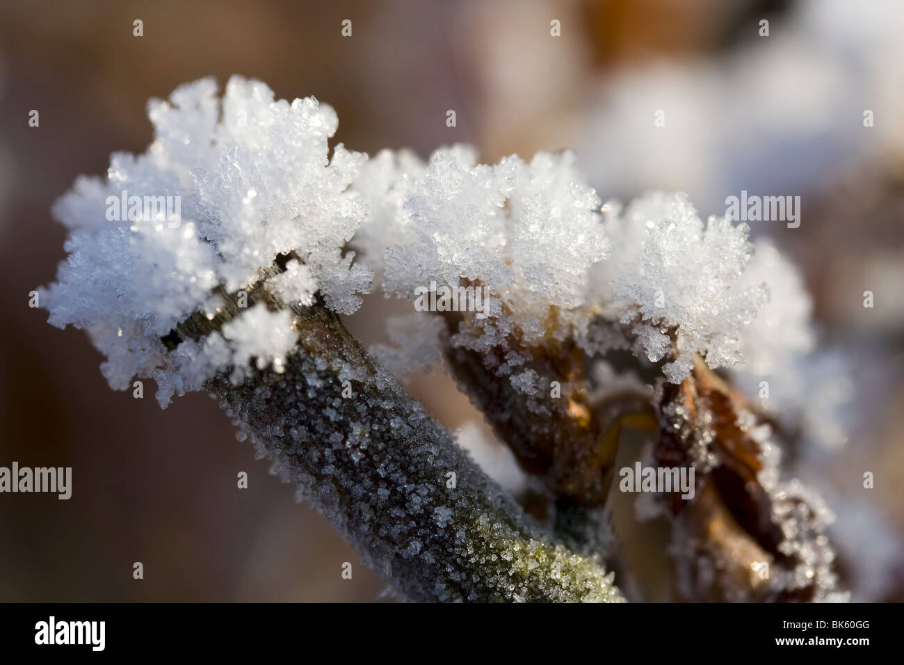 Stick plant hi-res stock photography and images - Alamy