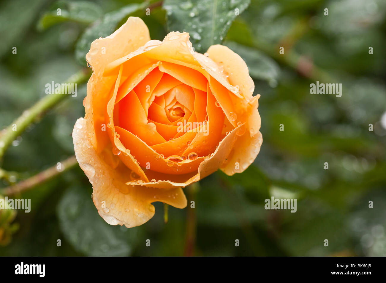 Rose and nature graham hi-res stock photography and images - Alamy