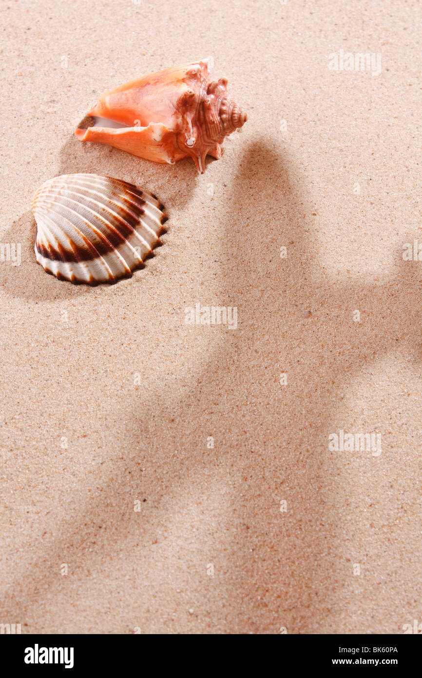 shells on sand Stock Photo - Alamy