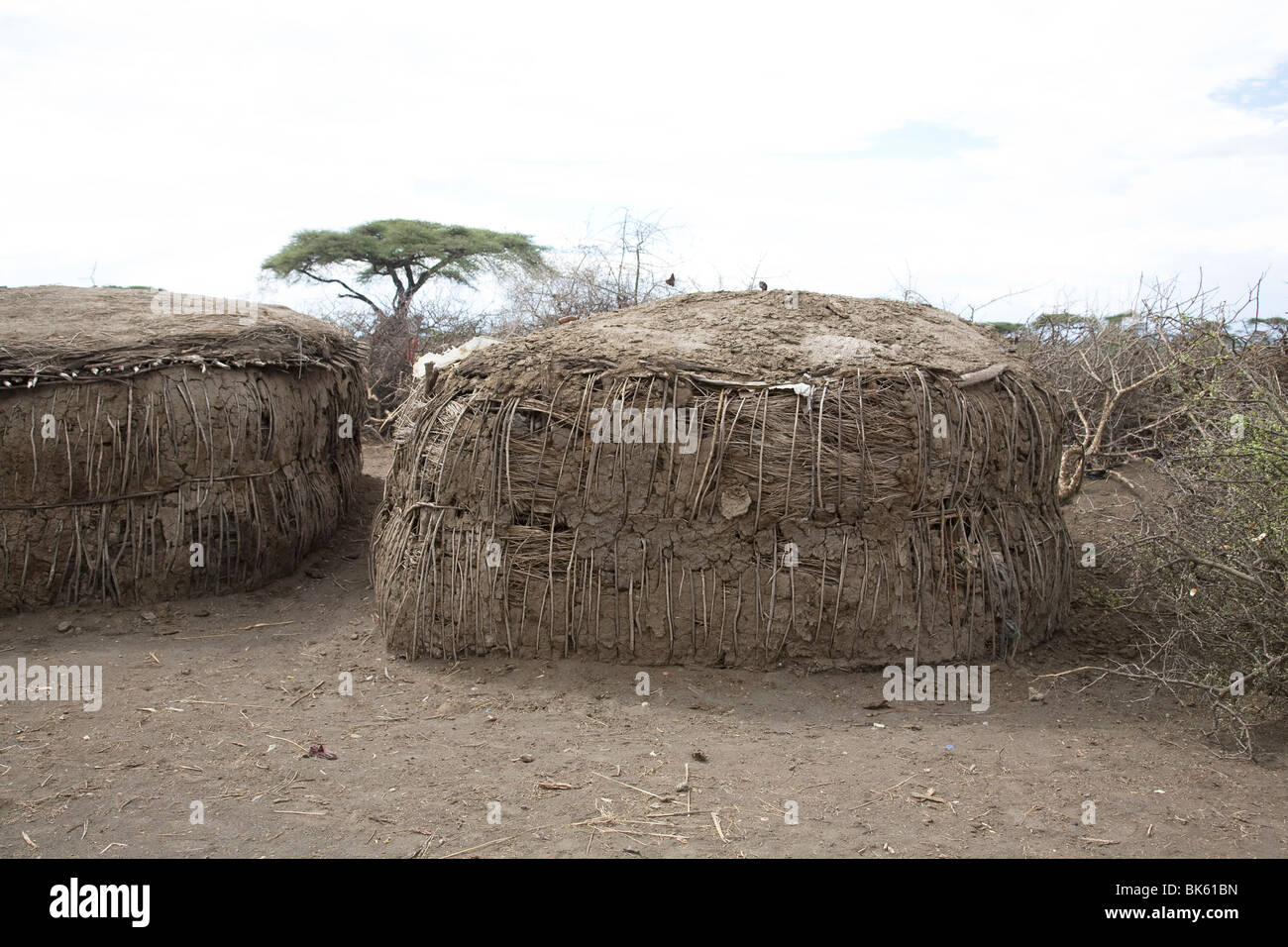Maasai village huts in Tanzania made from timber poles interwoven with ...