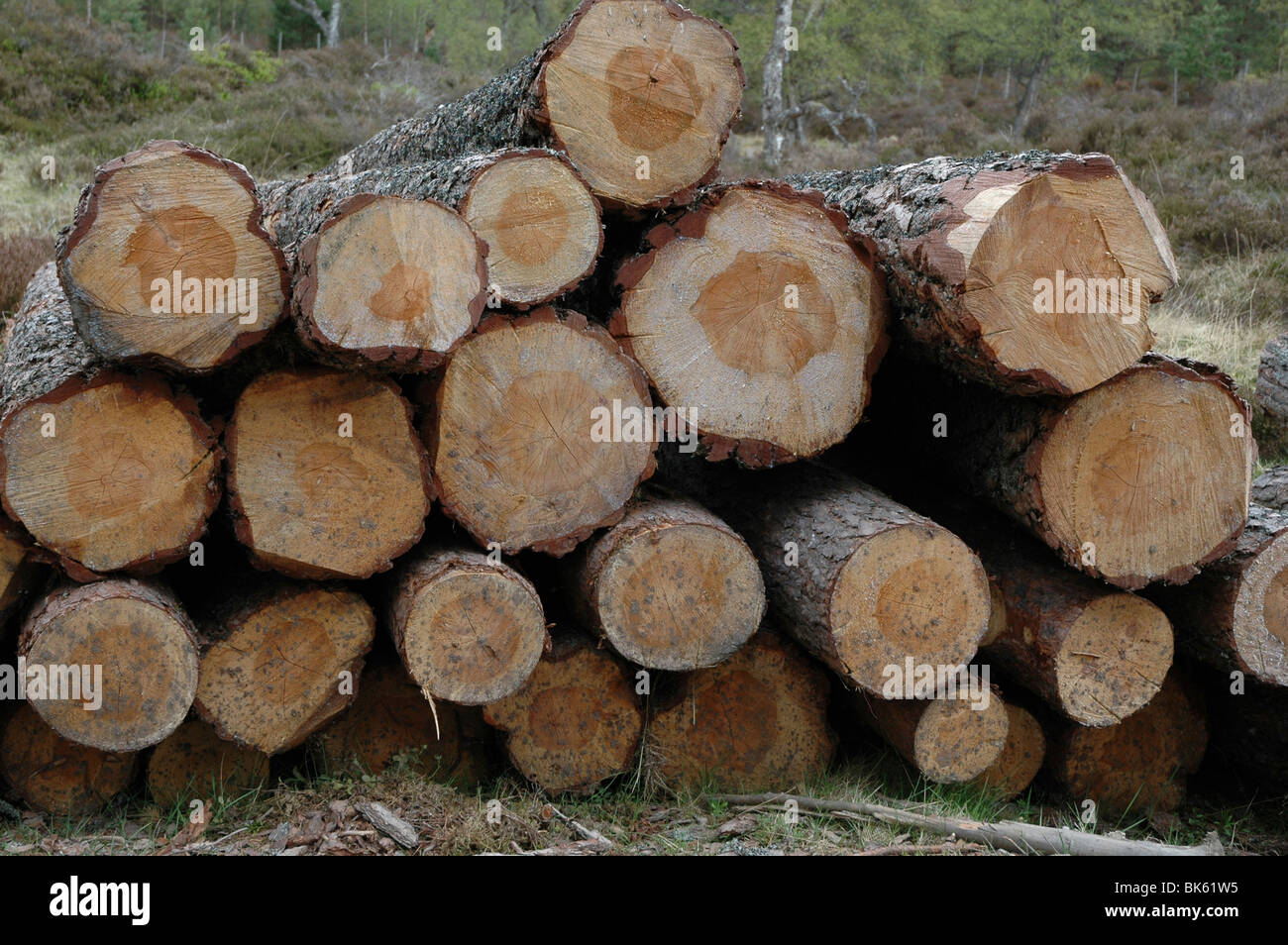 Log stack awaiting collection after forestry thinning operation Stock ...