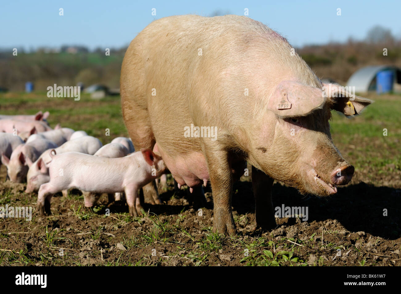 Piglets feed hi-res stock photography and images - Alamy