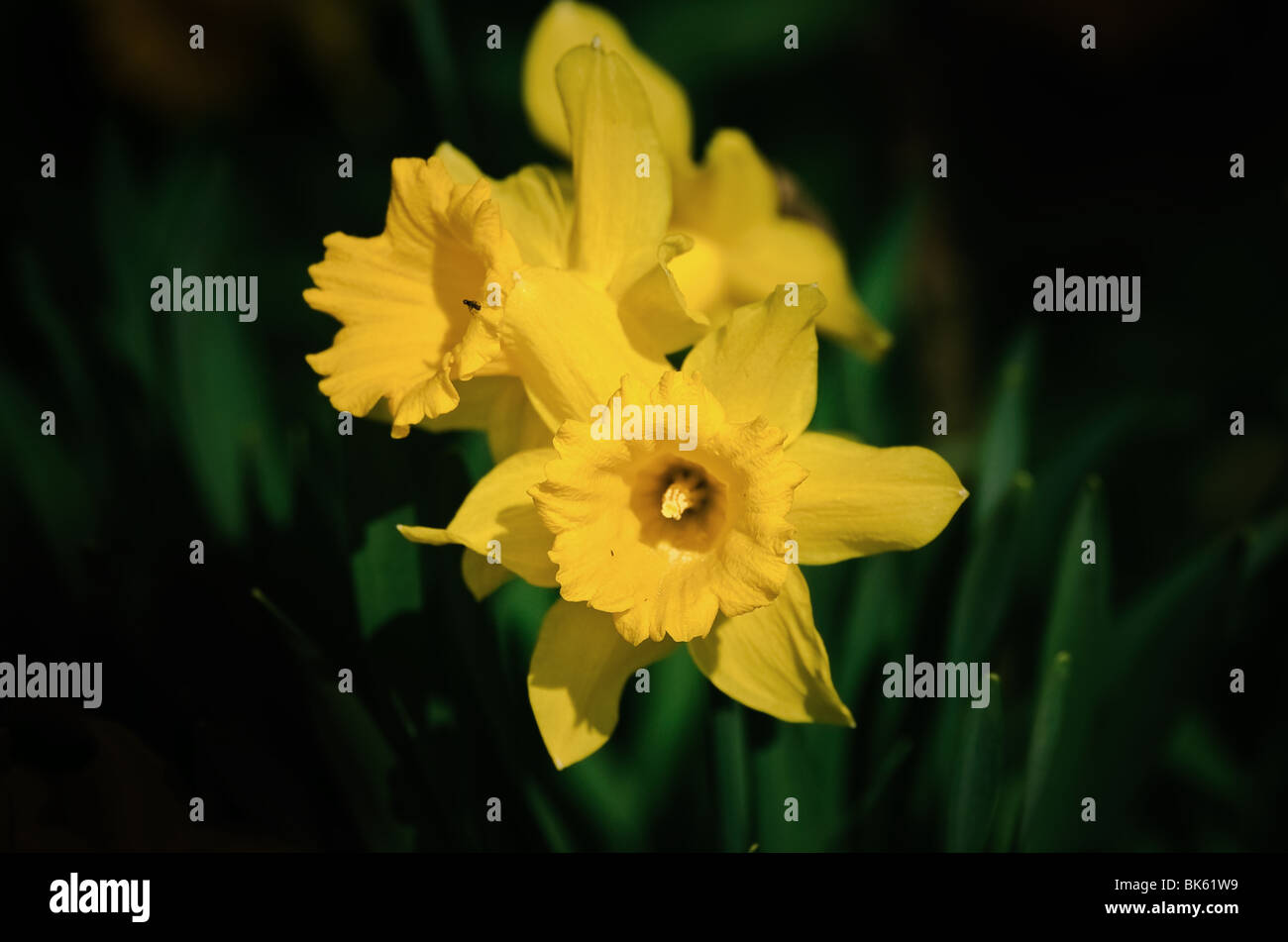 Daffodils in spring sunshine Stock Photo - Alamy