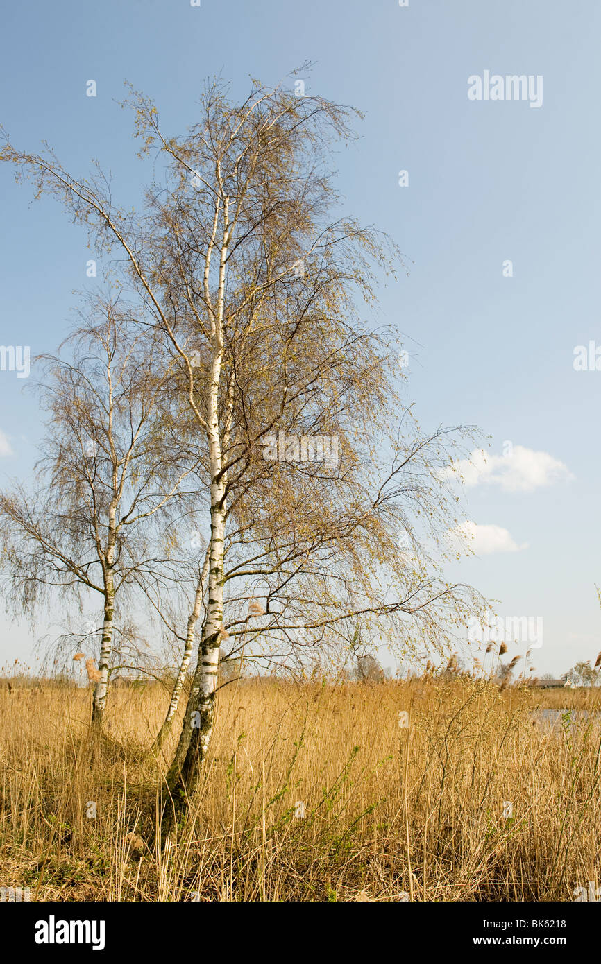 Birch trees in nature landscape with spring Stock Photo - Alamy