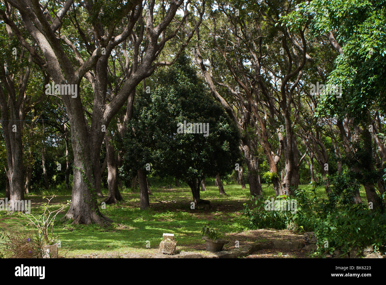 Indigenous trees at the back of a Plantation House in Barbados, West ...