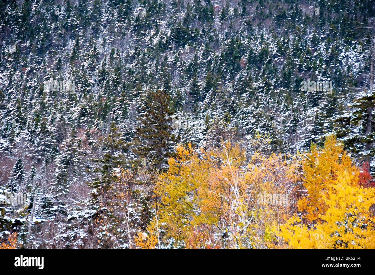 Fall Foliage,First Snow,Snows,Autumn Colors,Colour,The Flume Gorge ...