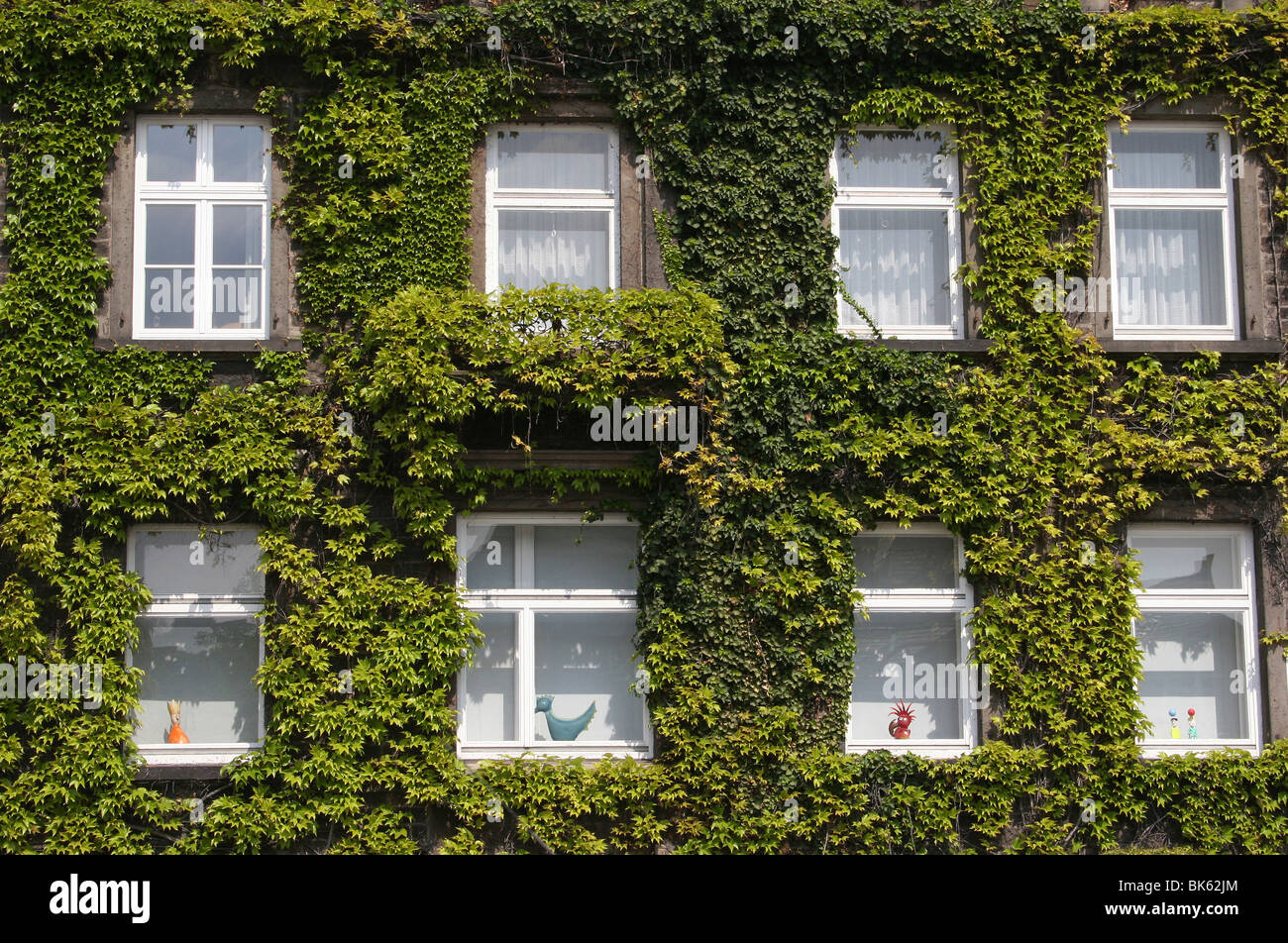 Japanese Creeper, Boston Ivy (Parthenocissus tricuspidata) covering the ...