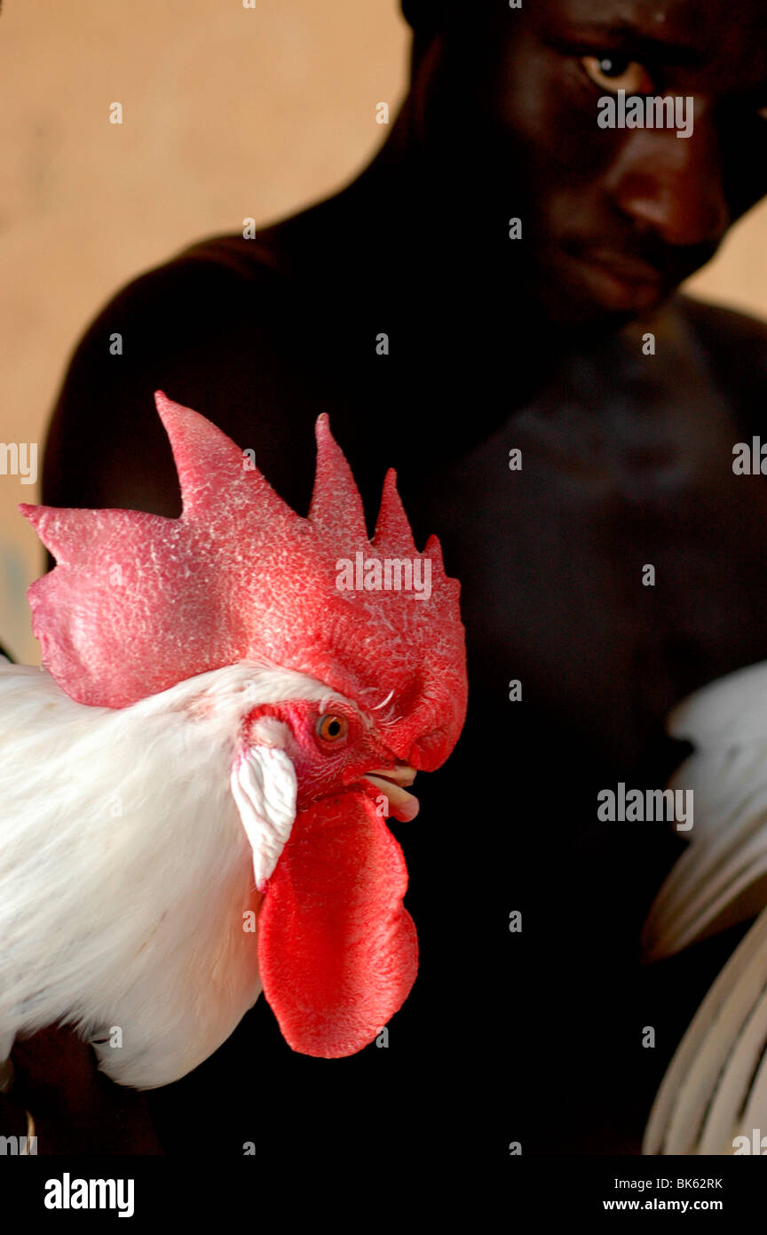 Man with rooster, Mbao, Senegal, West Africa, Africa Stock Photo - Alamy