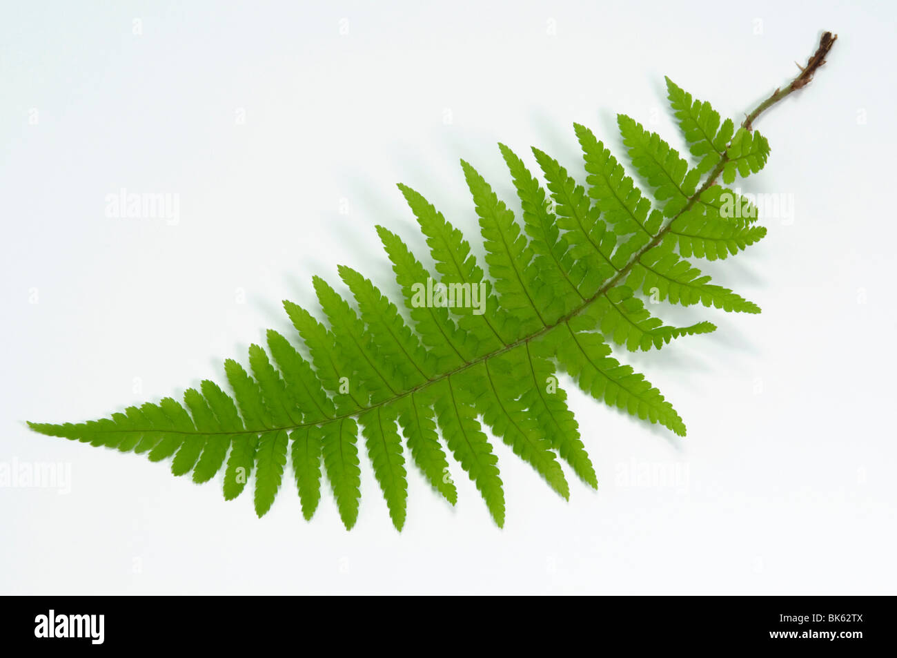 Fern Diagram Frond