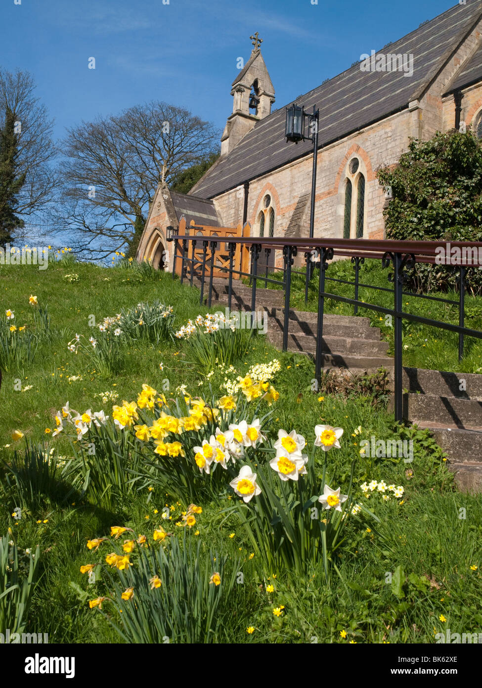 Spring daffodils at the Holy Trinity Church in the village of Bulcote ...