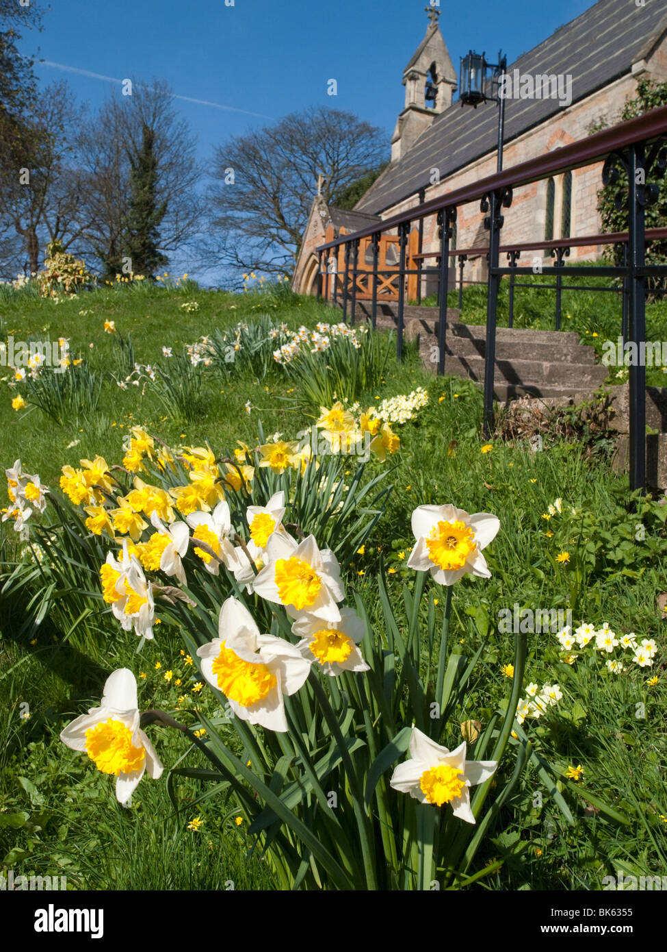 Spring daffodils at the Holy Trinity Church in the village of Bulcote ...