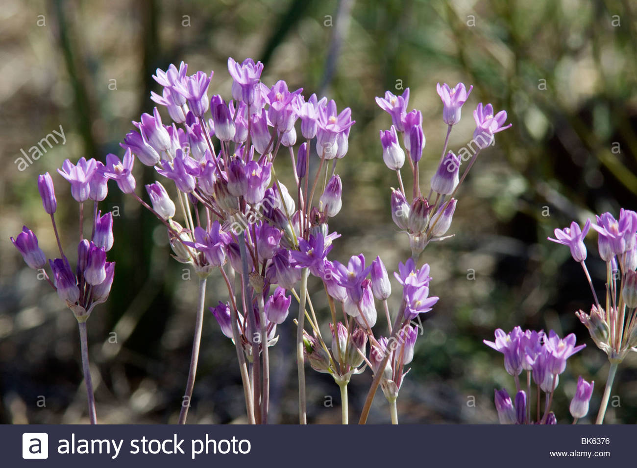 Blue Dicks High Resolution Stock Photography and Images - Alamy