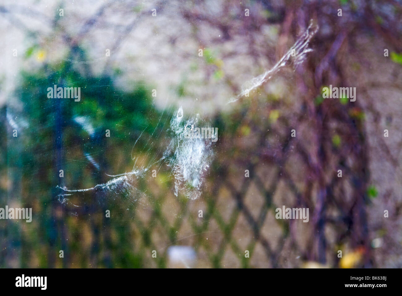 Bird imprint on window hi-res stock photography and images - Alamy