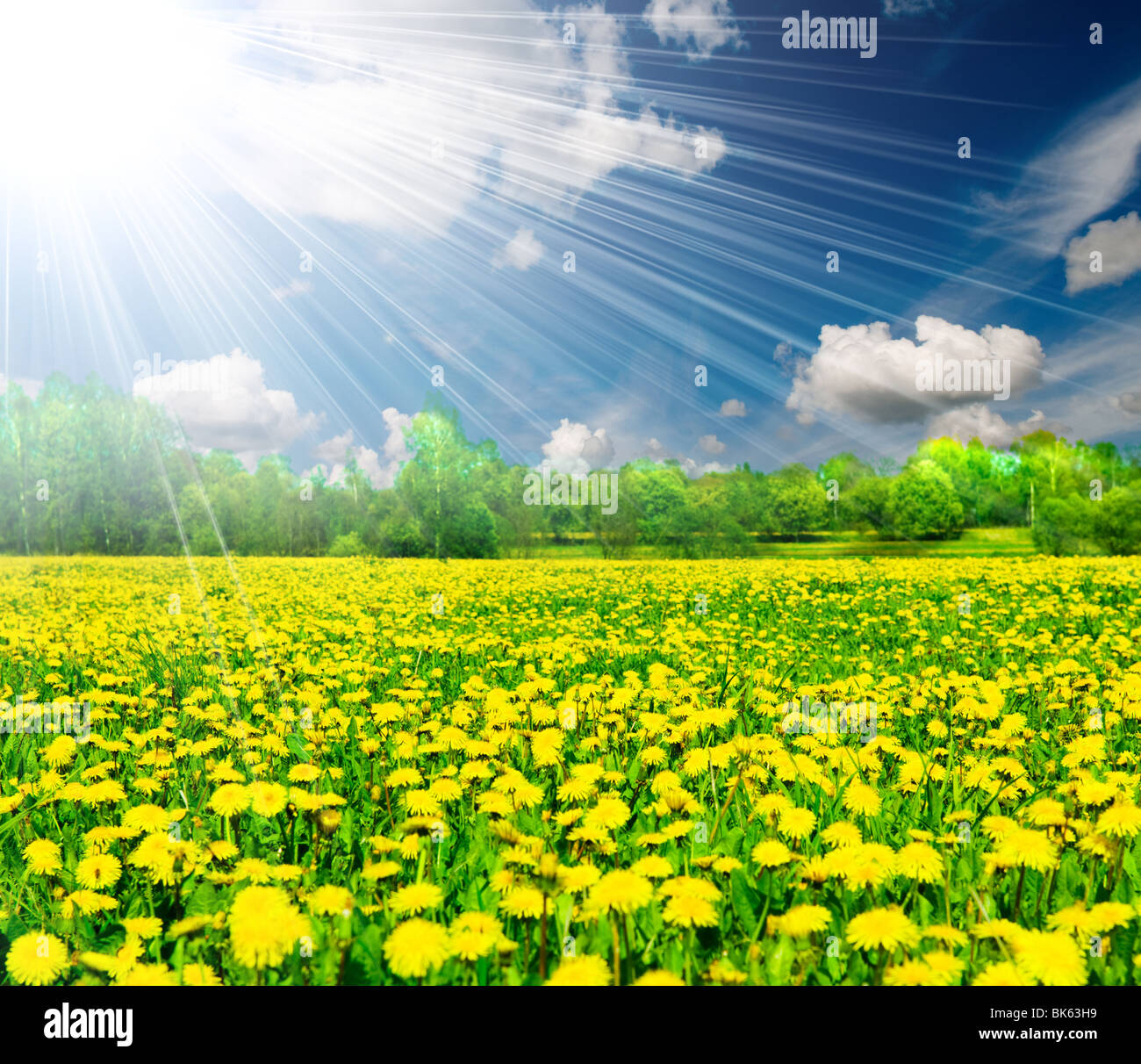 Field of dandelions Stock Photo - Alamy