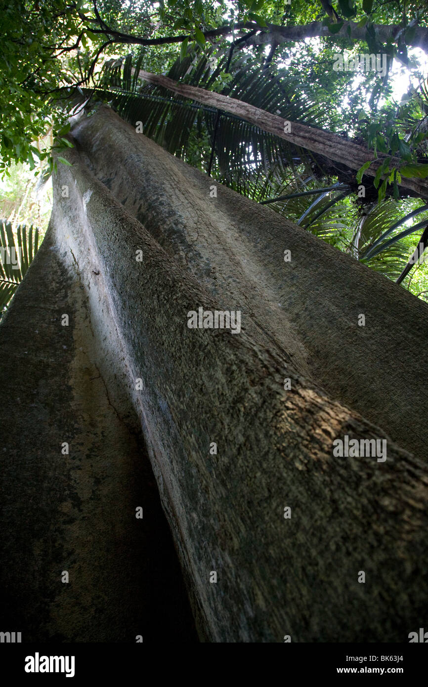 Rain forest jungle tioman island flora and fauna Stock Photo - Alamy