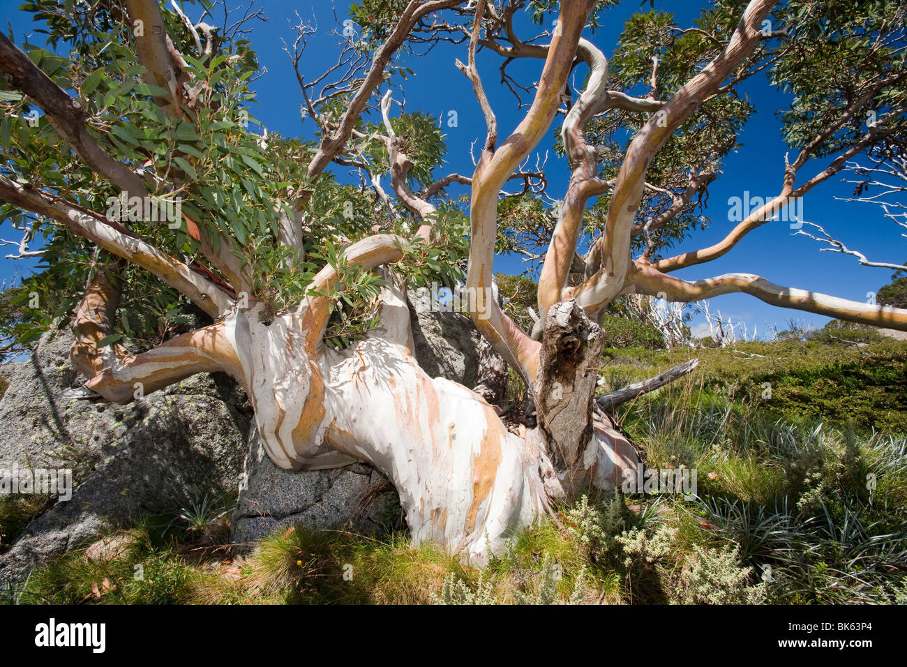 Snow Gum High Resolution Stock Photography and Images - Alamy