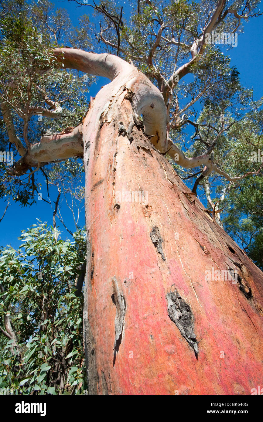 A Eucalyptus tree in the Snowy mountains, Australia Stock Photo - Alamy