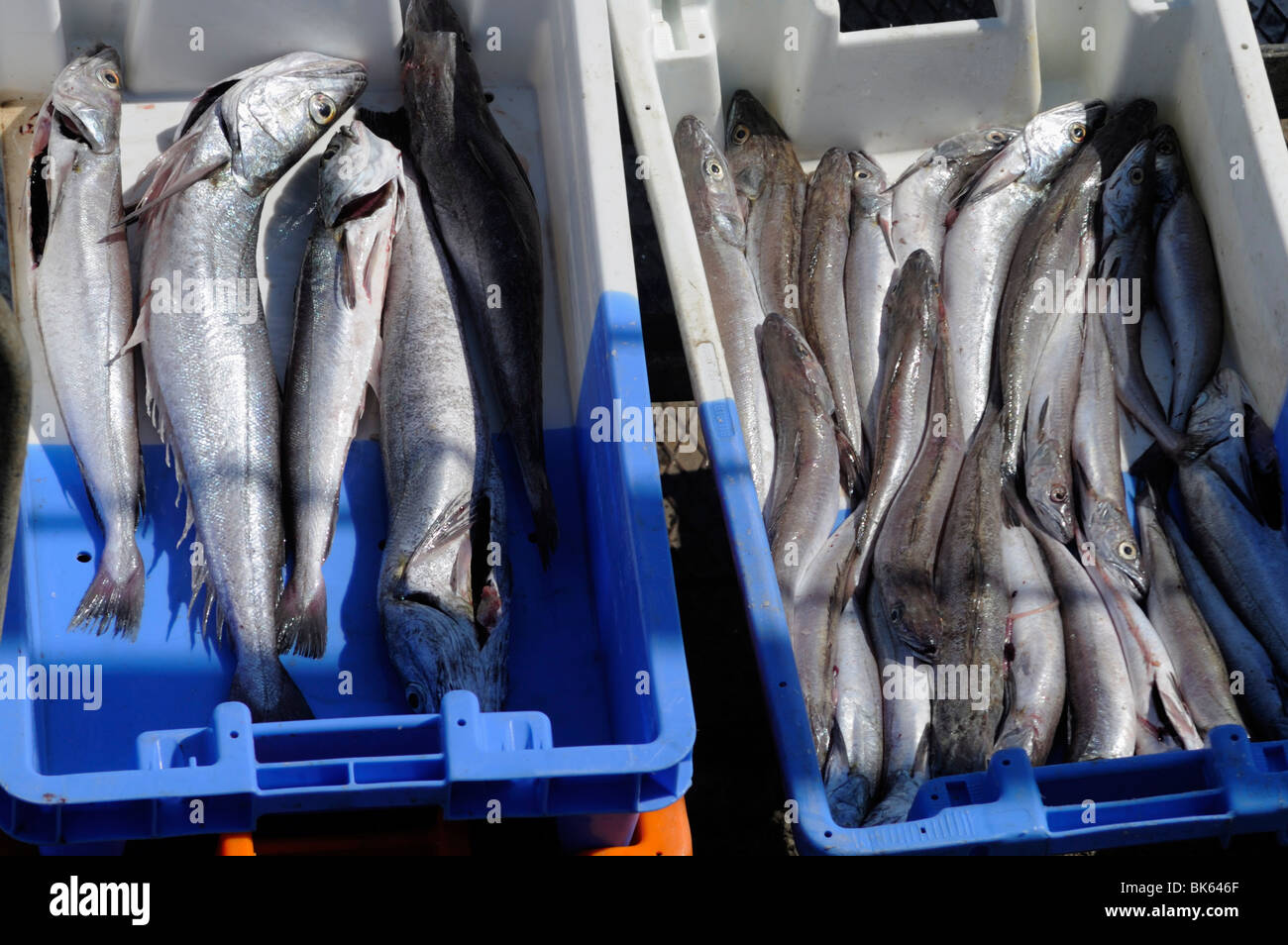 Fish in crates on the quayside, Guilvinec, Finistere, Brittany, France ...