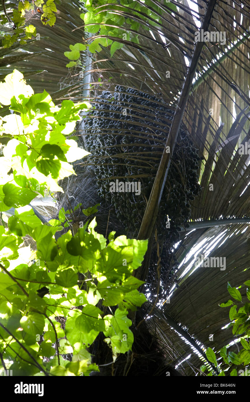 Rain forest jungle tioman island flora and fauna Stock Photo - Alamy