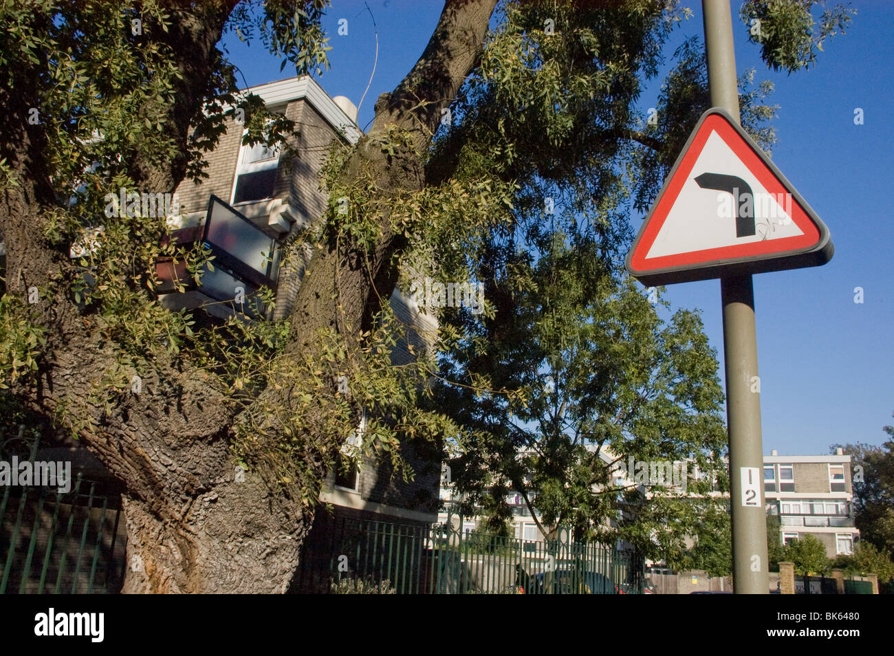 Oak tree in london hi-res stock photography and images - Alamy