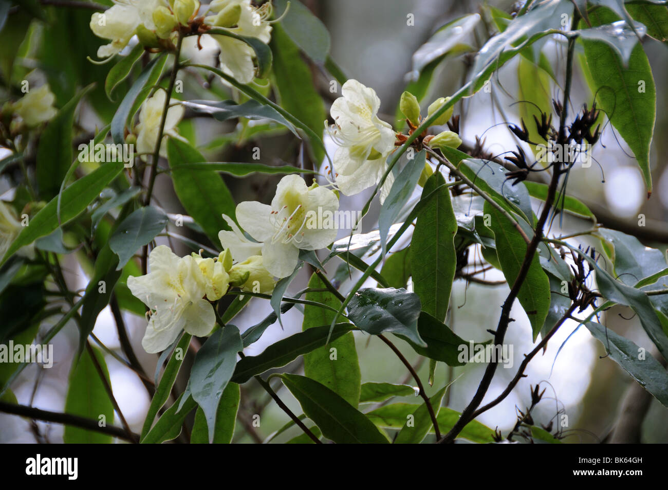 Pale yellow rhododendron flowers Stock Photo - Alamy