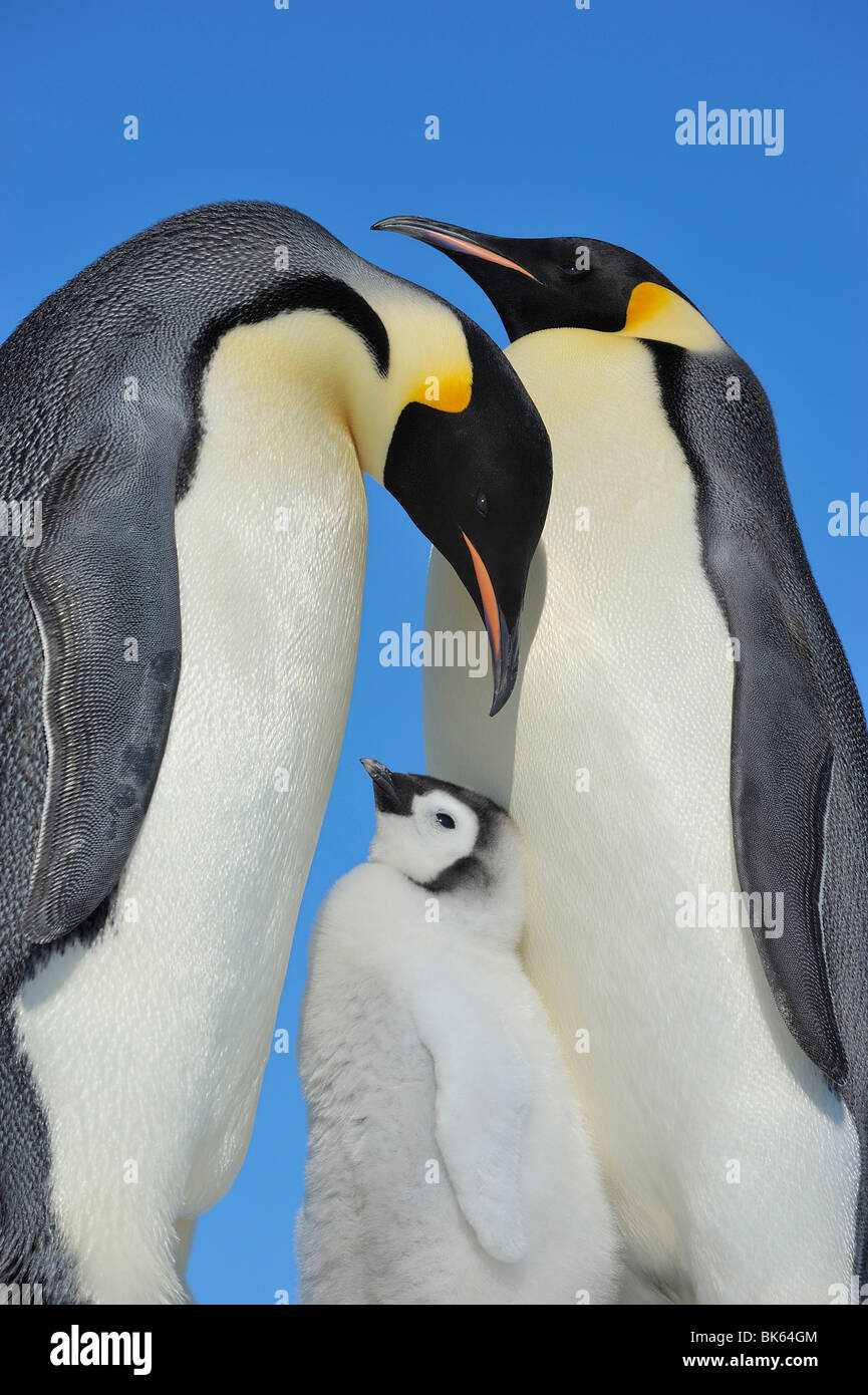Penguin looking down hi-res stock photography and images - Alamy
