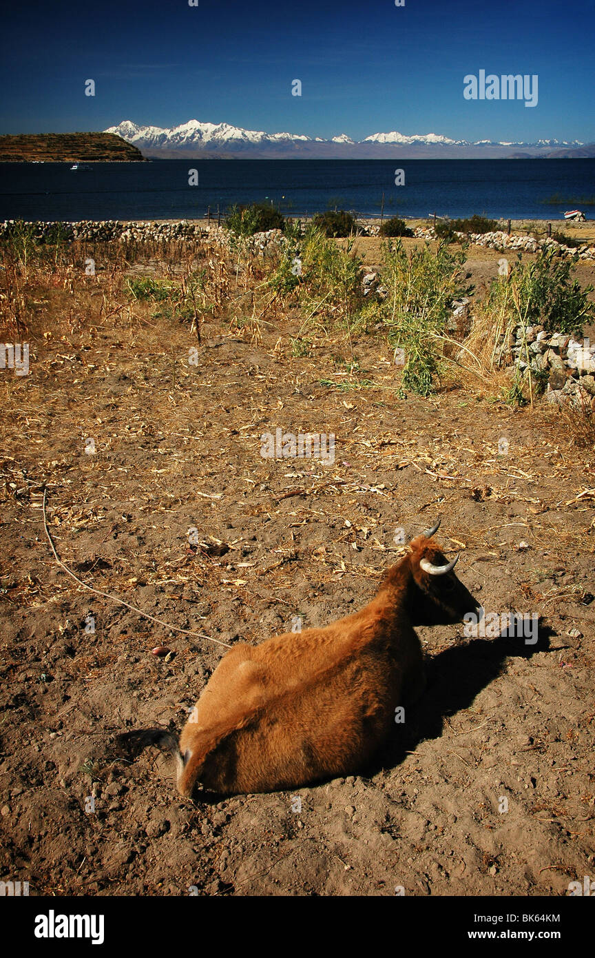 Bolivia cow hi-res stock photography and images - Alamy