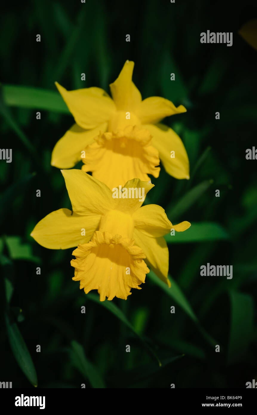 Daffodils in spring sunshine Stock Photo - Alamy