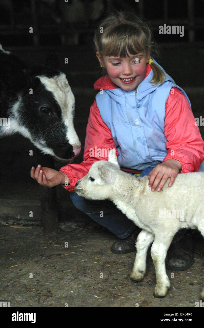 Calf in stable hi-res stock photography and images - Alamy