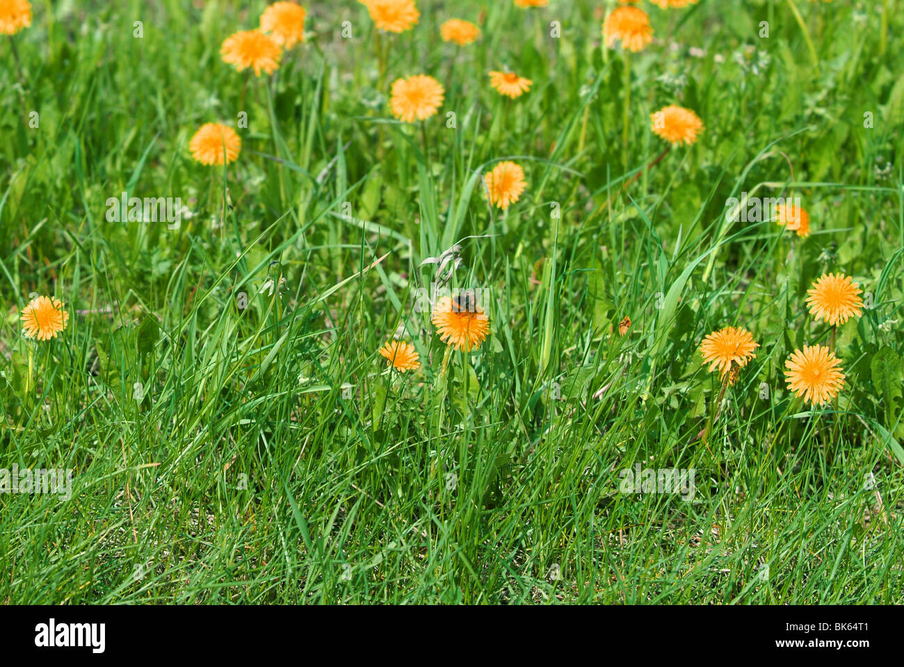 Field of daisies Stock Photo - Alamy