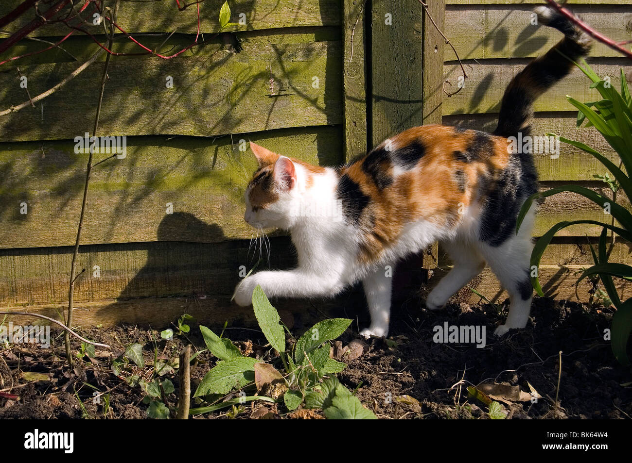 Turtle cat hi-res stock photography and images - Alamy