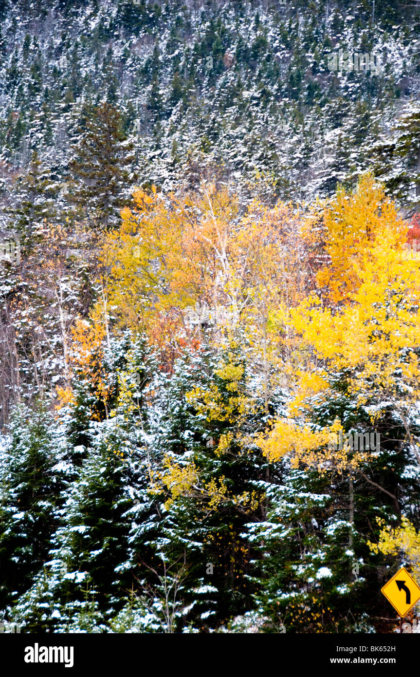 Fall Foliage,First Snow,Snows,Autumn Colors,Colour,The Flume Gorge ...